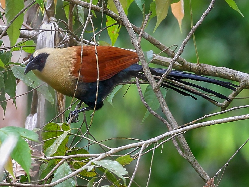 Black-faced Coucal - eBird