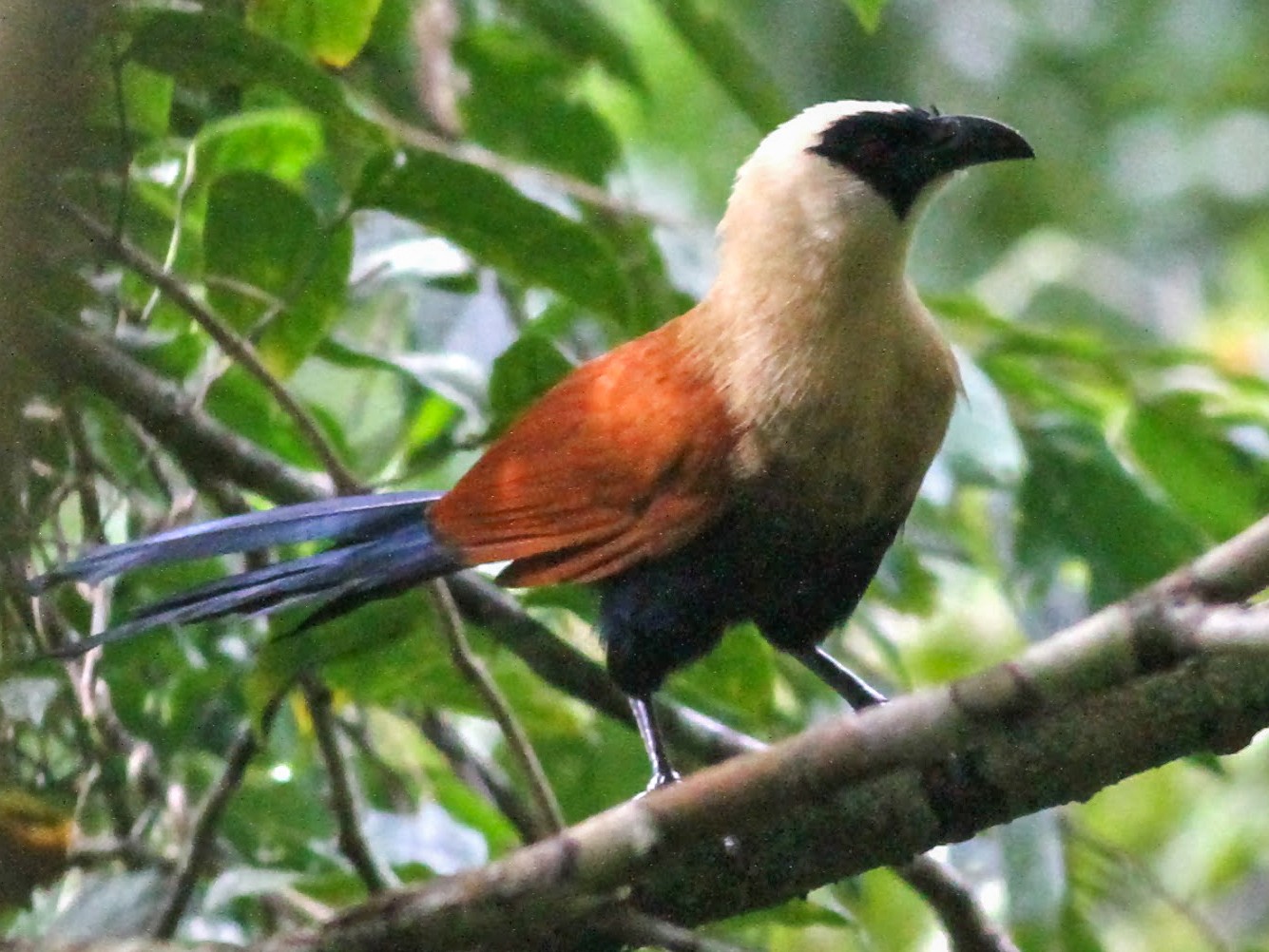 Black-faced Coucal - eBird
