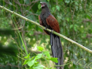 Philippine Coucal - eBird