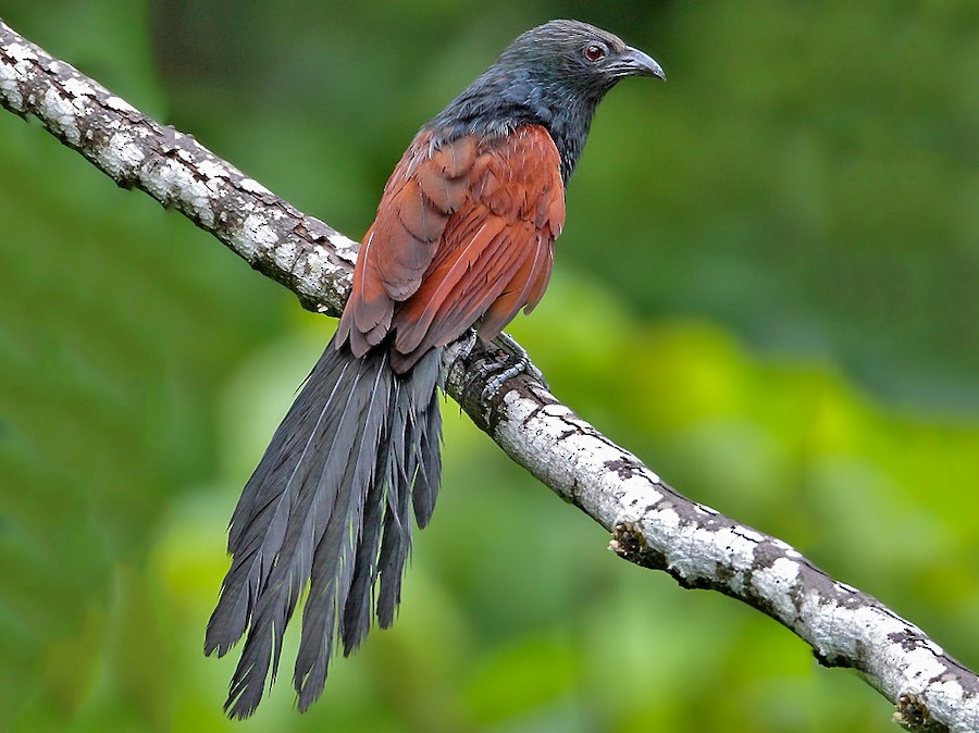 Philippine Coucal - eBird