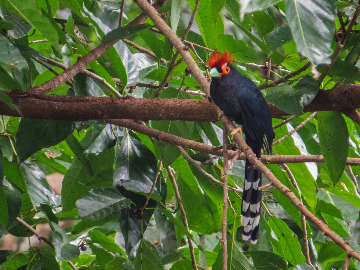 Red-crested Malkoha - eBird