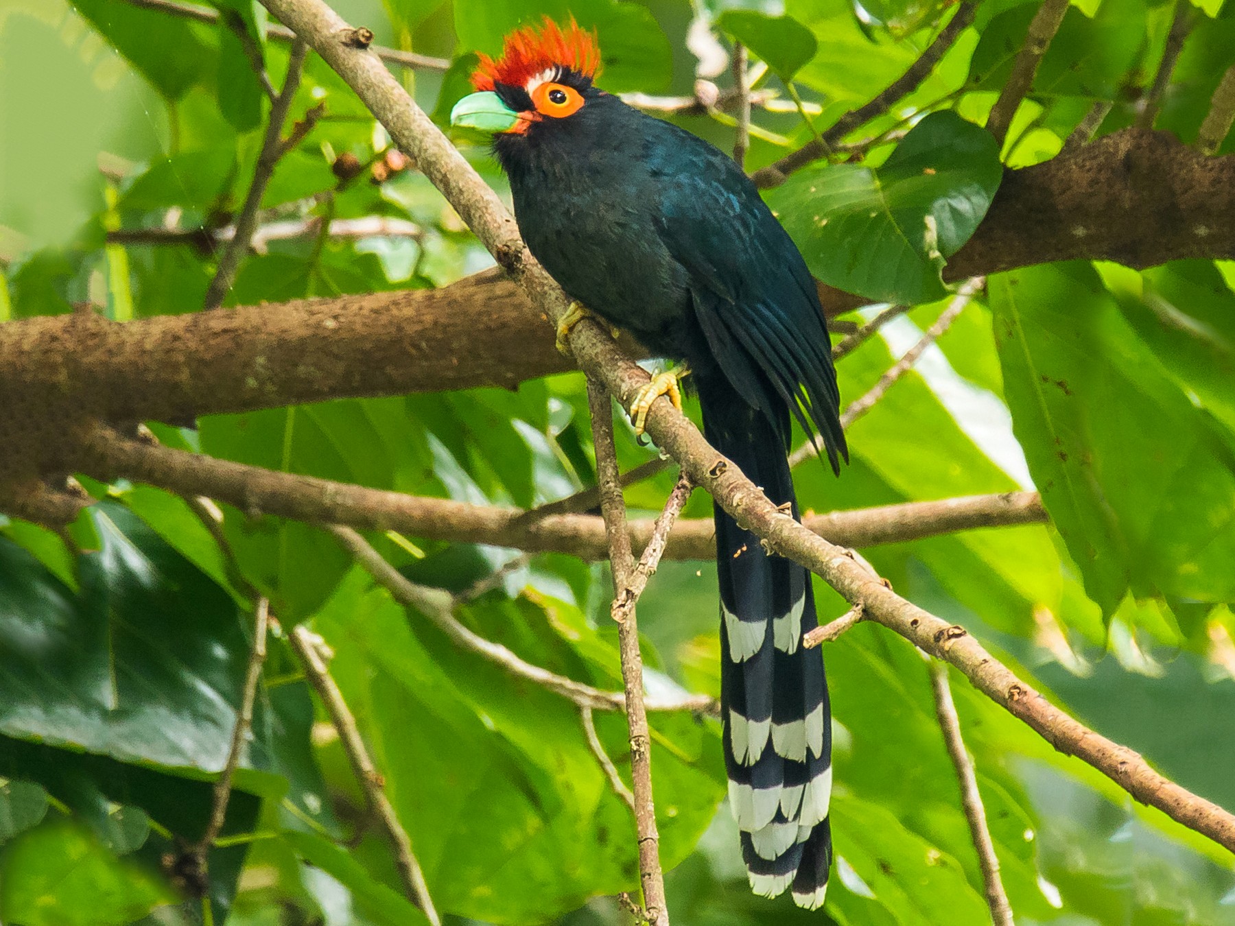 Red-crested Malkoha - eBird
