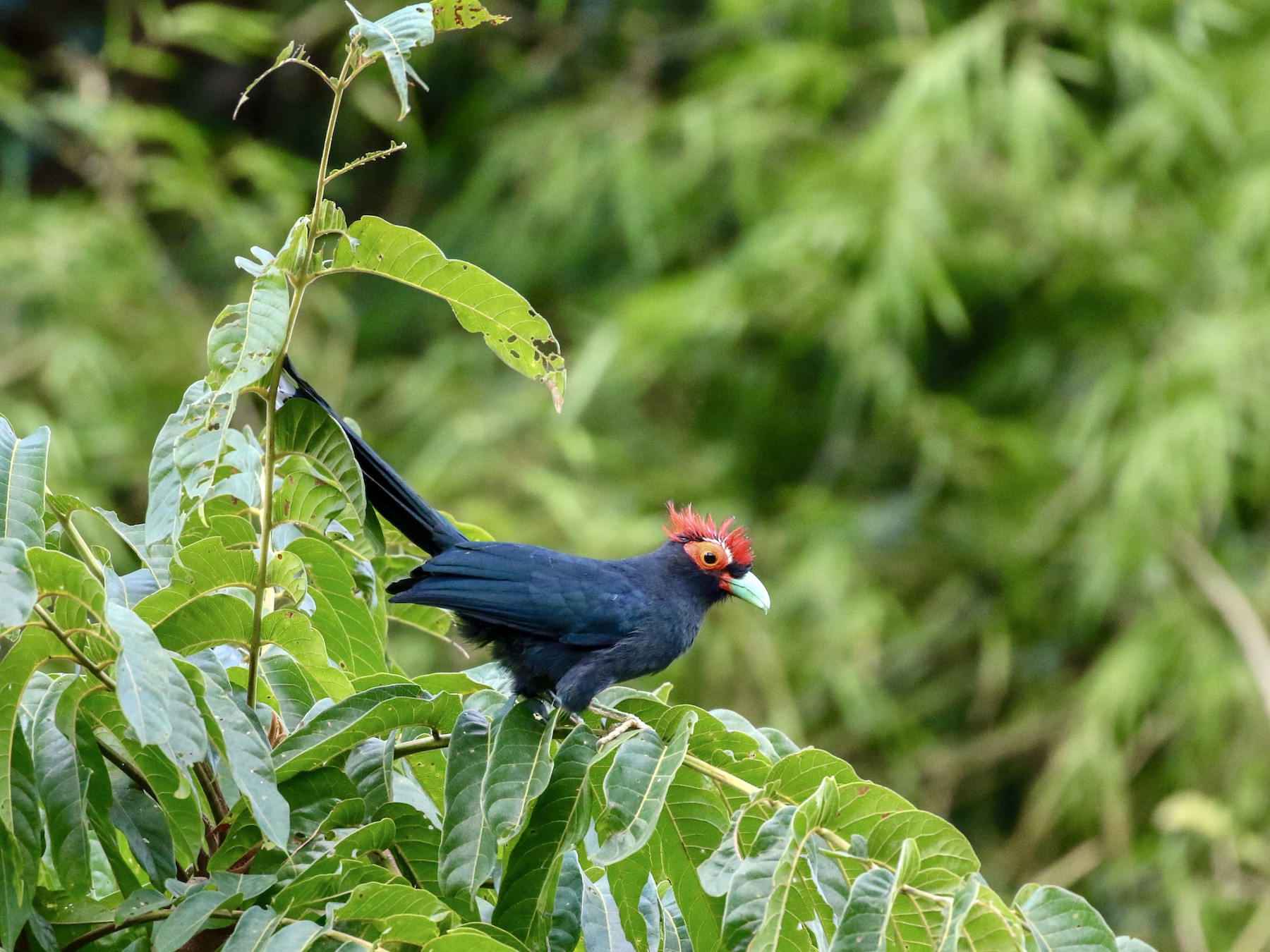 Red-crested Malkoha - eBird