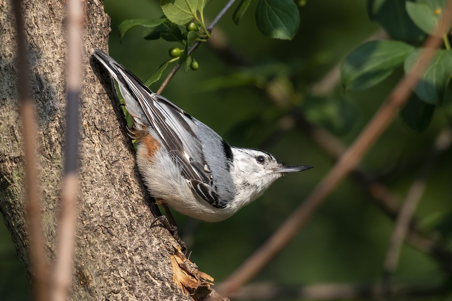 Trepador sp. - eBird