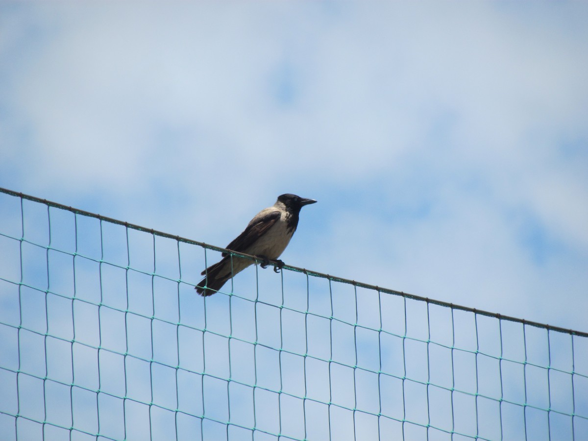 eBird Portugal Checklist - 5 Jun 2021 - Cais Comercial Faro - 3 species