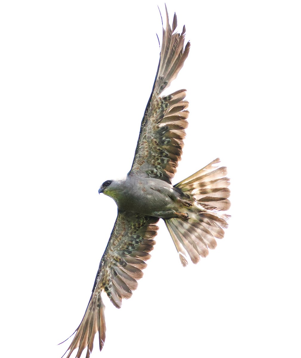 eBird Checklist - 20 Jun 2021 - Cherry Hill Nature Preserve - 1 species