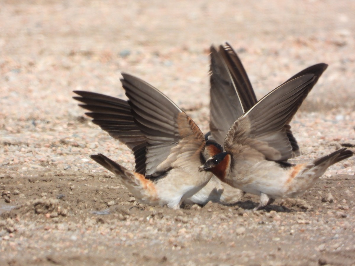 eBird Checklist - 18 May 2021 - Swanson Reservoir SRA--Macklin Bay - 5 ...