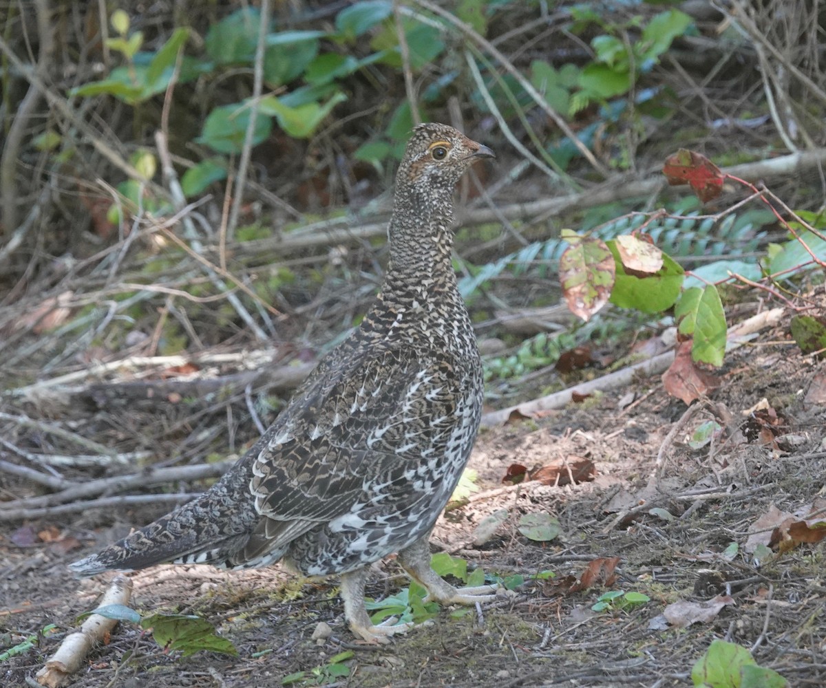 eBird Checklist - 20 Jun 2021 - Deer Park Clear-cut - 13 species