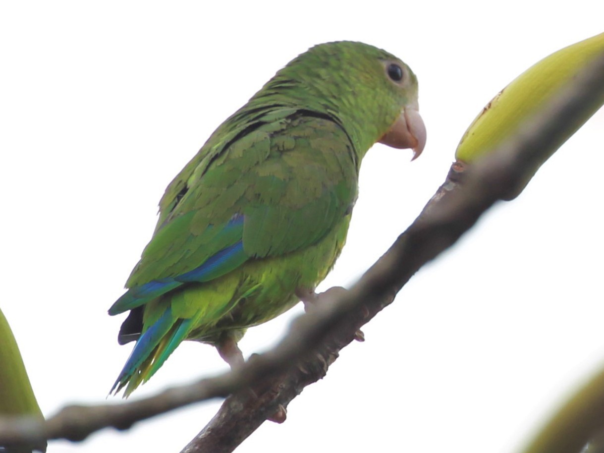 Cotorrita Azuleja - eBird