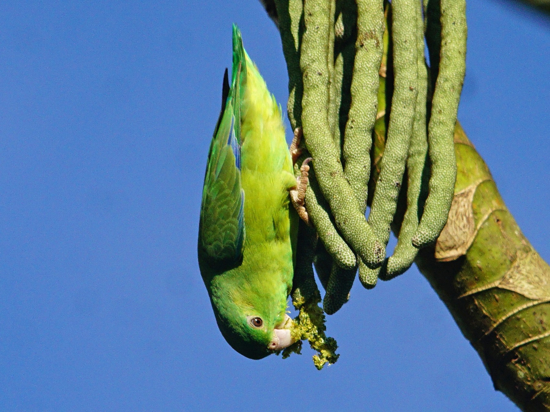 Riparian Parrotlet - eBird