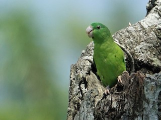 Cotorrita Azuleja - eBird