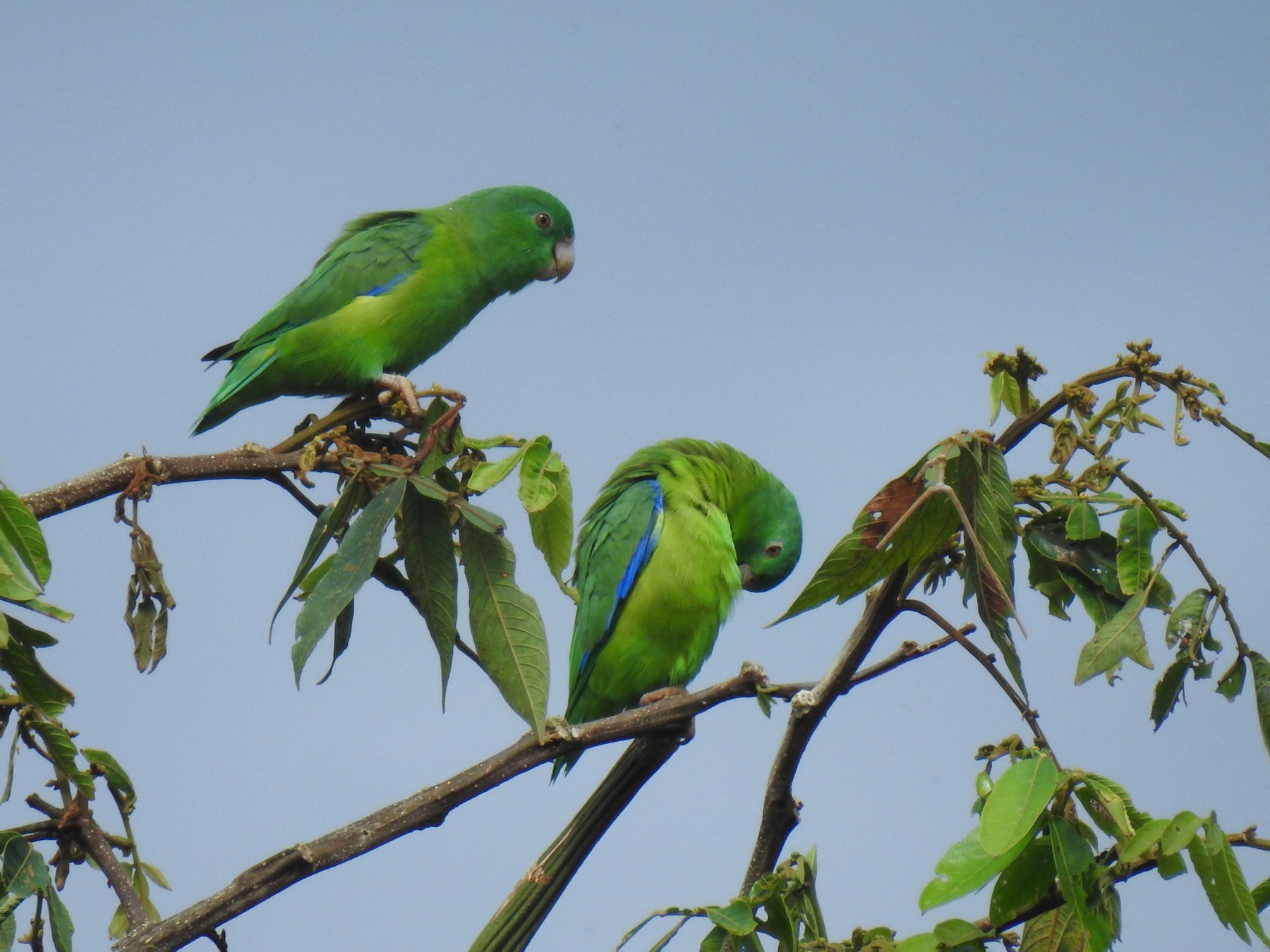 Riparian Parrotlet - eBird