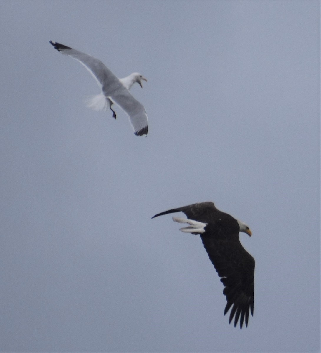 eBird Checklist - 21 Jun 2021 - Wood Dale Reservoir - 39 species