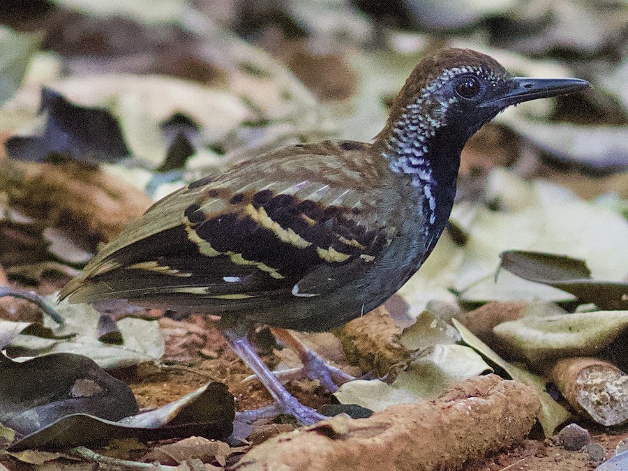 Wing-banded Antbird - eBird