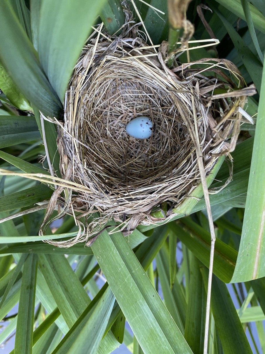 Maryland-DC Breeding Bird Atlas Checklist - 16 Jun 2021 - 328 E ...