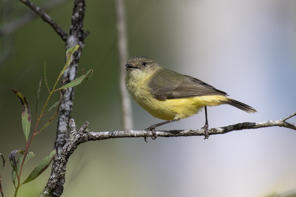 Buff-rumped Thornbill - Acanthiza reguloides - Media Search - Macaulay ...