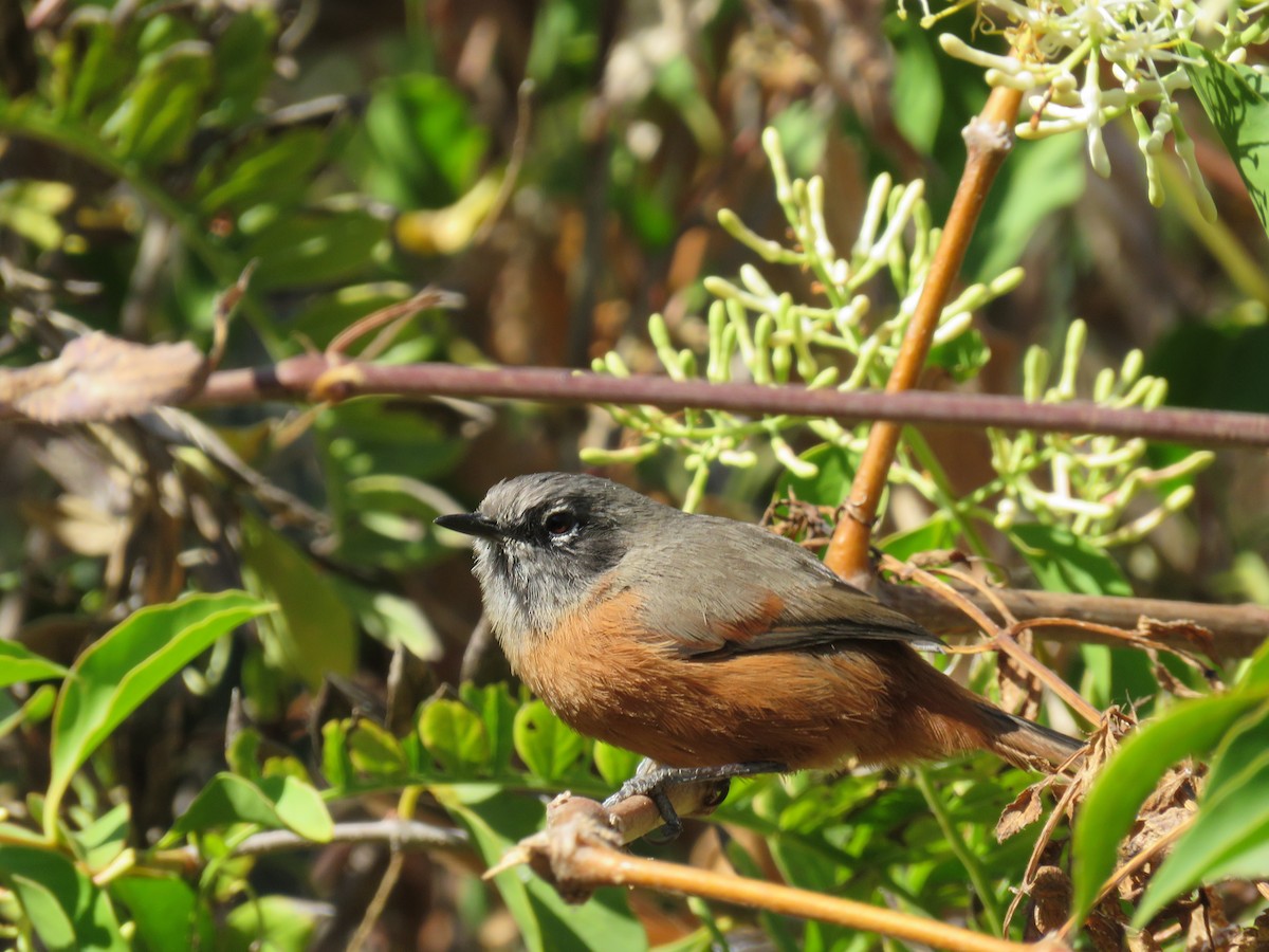 Russet-bellied Spinetail - Synallaxis zimmeri - Birds of the World