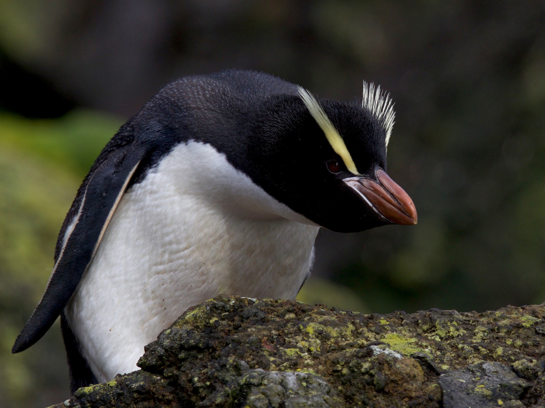Crested Penguins