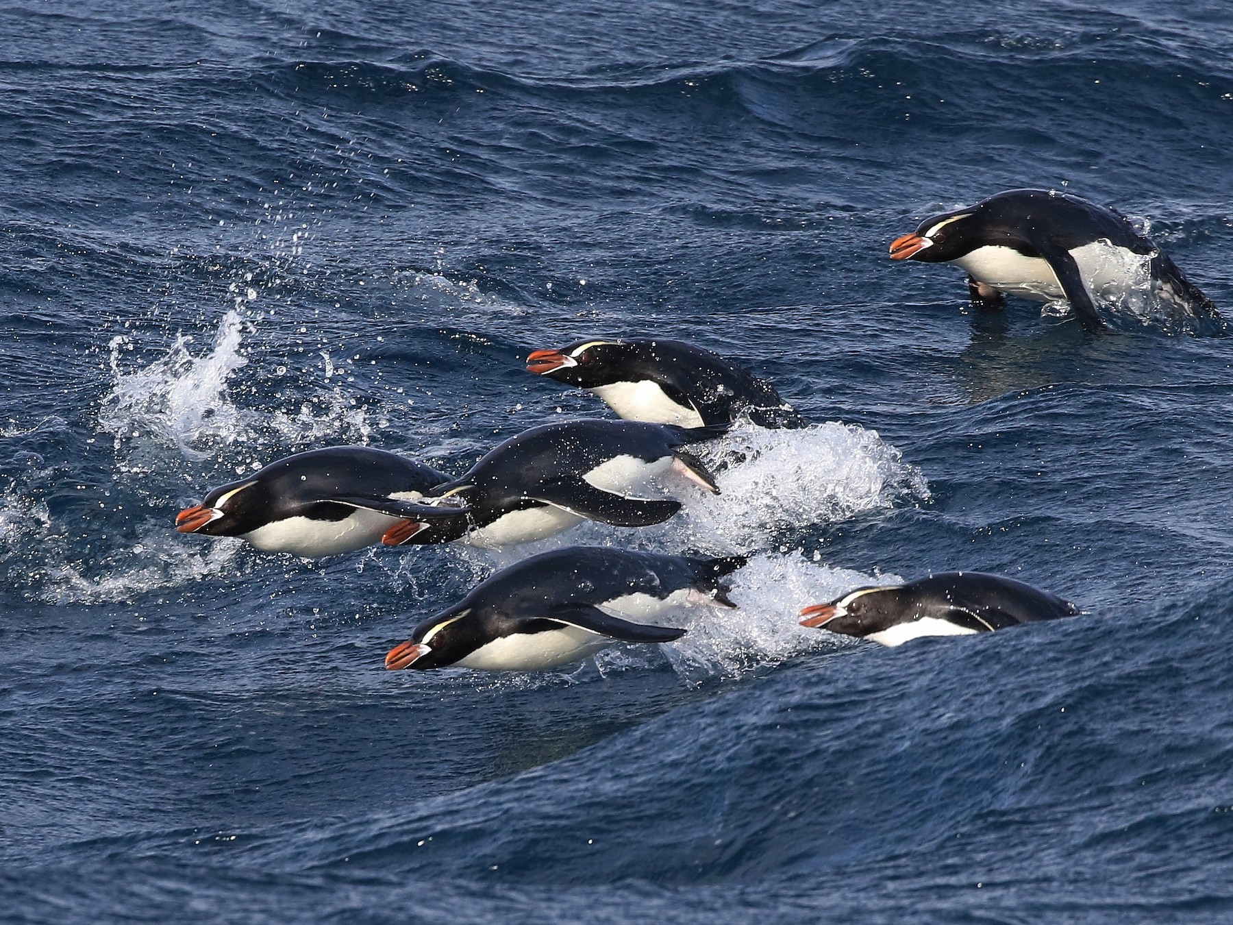 Erect-crested Penguin - eBird
