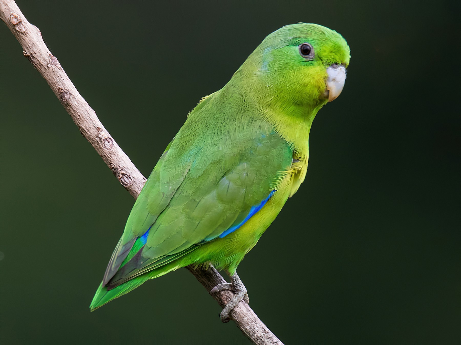 Cobalt-rumped Parrotlet - eBird