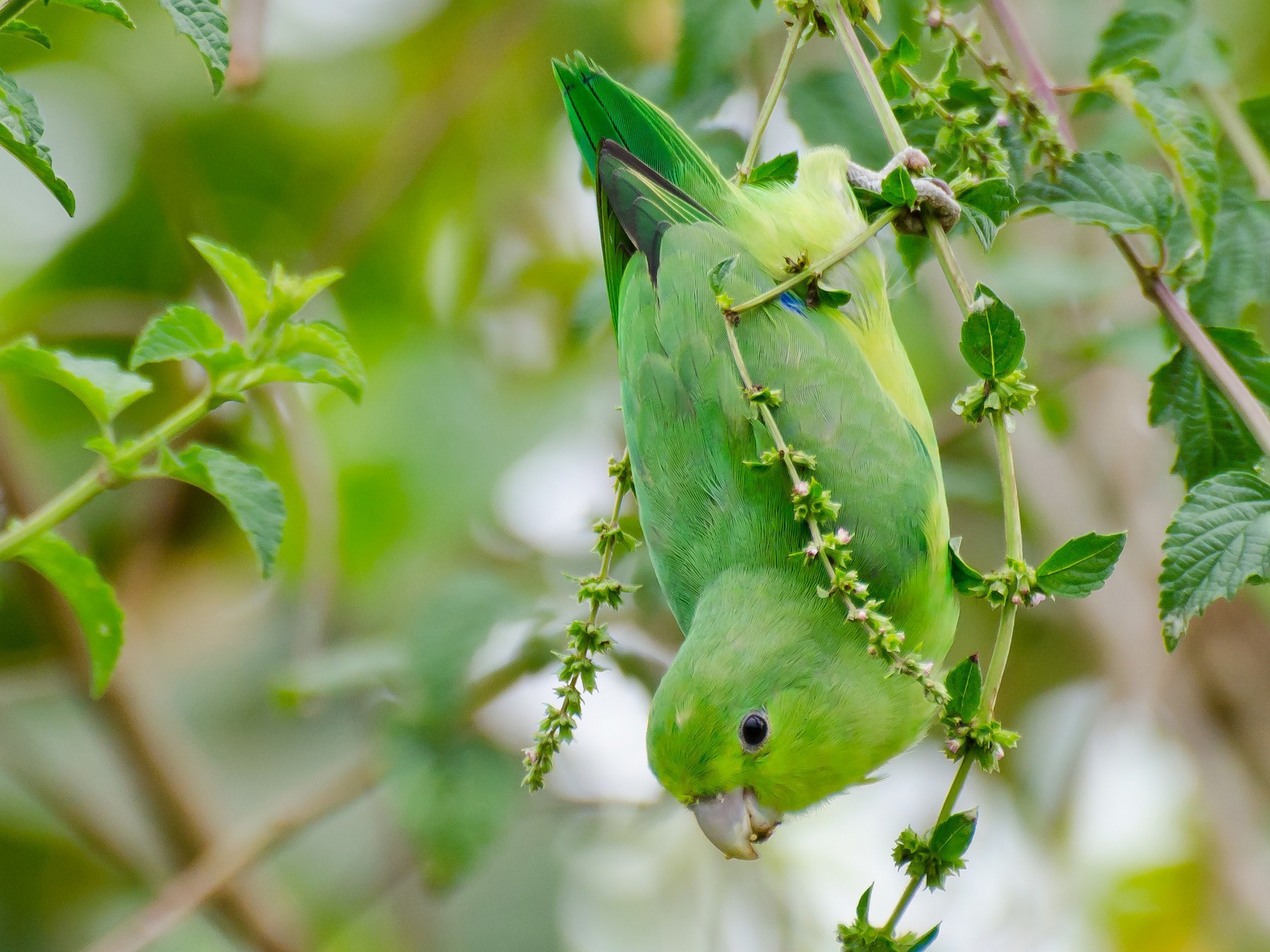 Cobalt-rumped Parrotlet - eBird