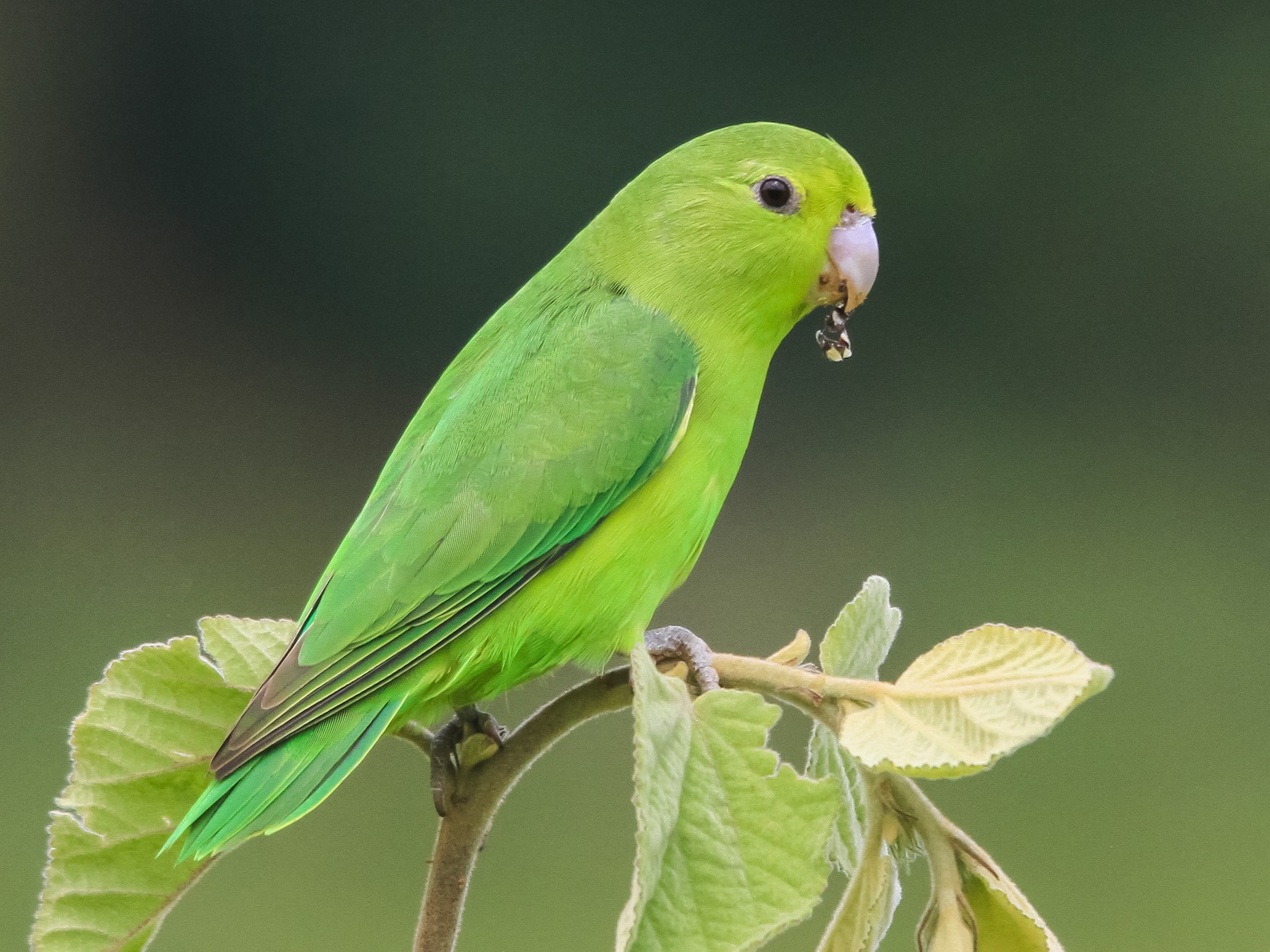 Cobalt-rumped Parrotlet - eBird
