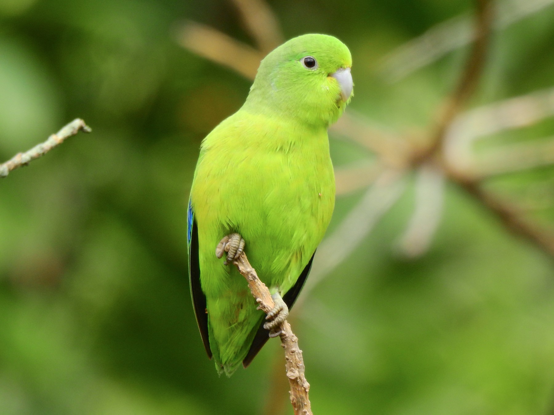 Cobalt Blue Parrotlet