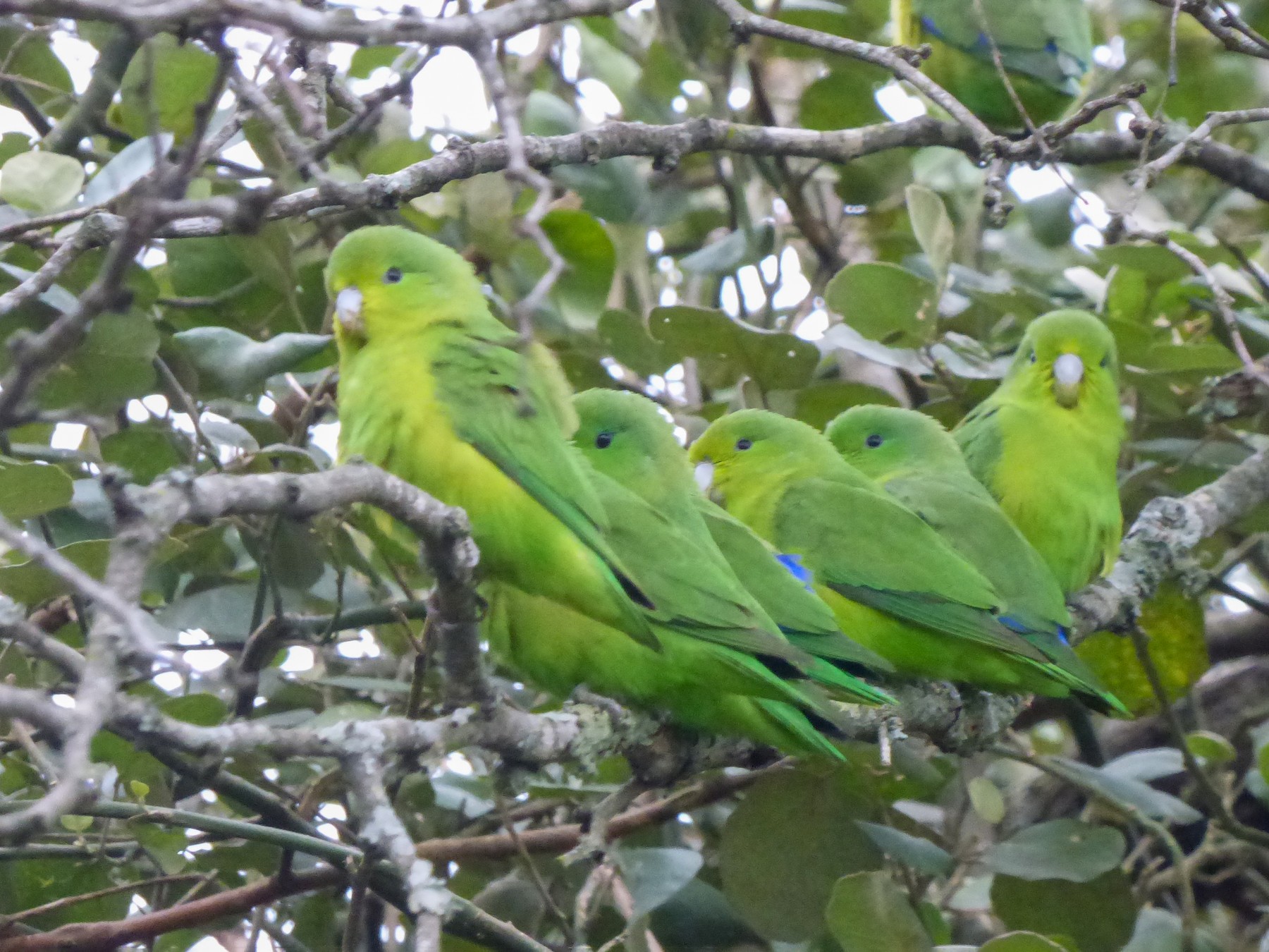 Cobalt-rumped Parrotlet - eBird