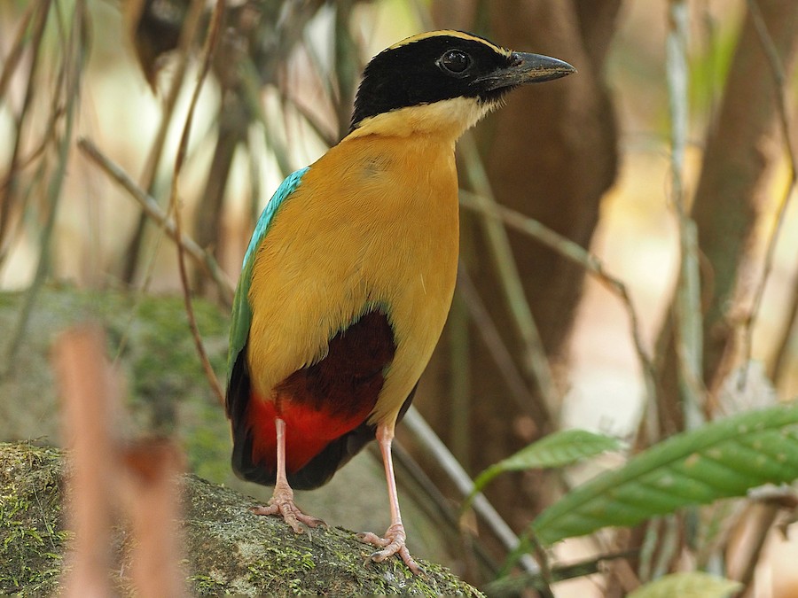 Pita elegante - eBird