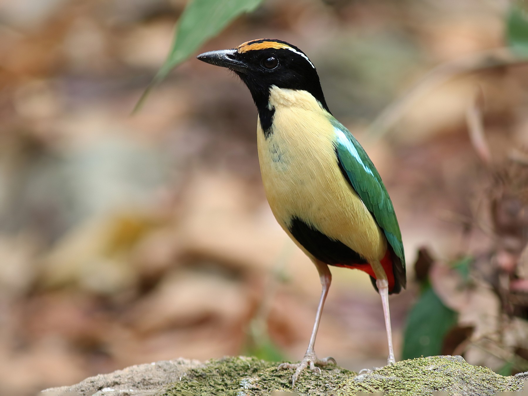 Ornate Pitta - eBird
