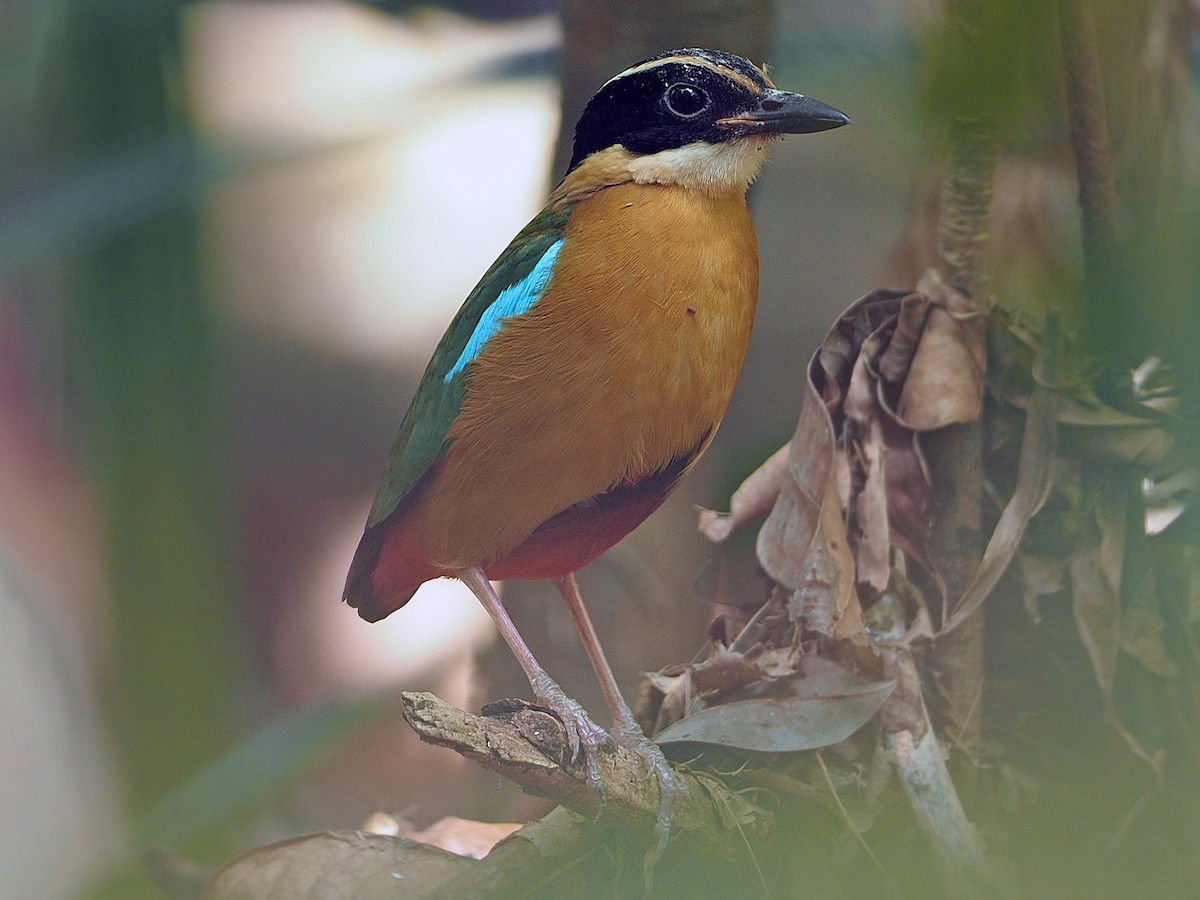 Banda Sea Pitta - Pitta vigorsii - Birds of the World