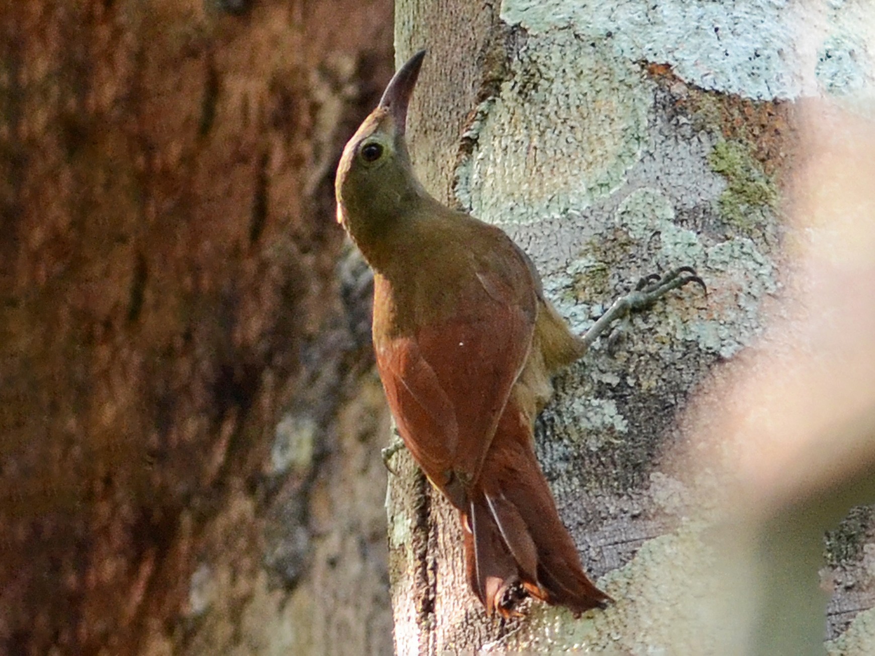 Uniform/Brigida's Woodcreeper - eBird