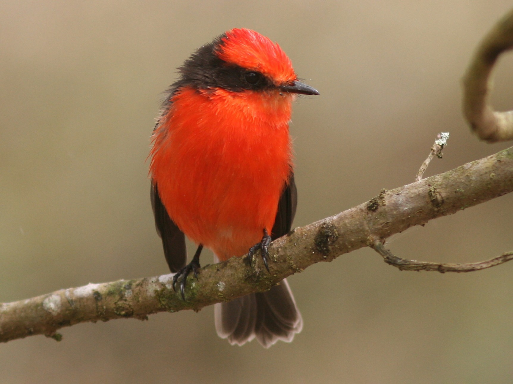 Brujo Flycatcher - eBird
