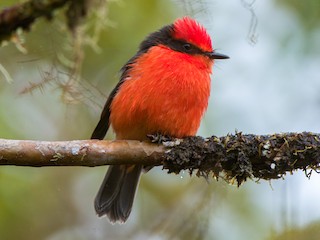 Brujo Flycatcher - eBird