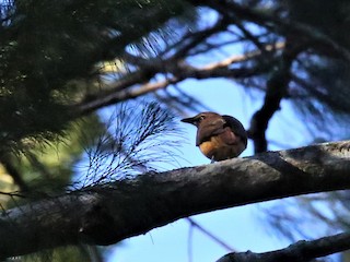 Little Shrikethrush (Variable) - eBird