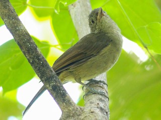 Little Shrikethrush (Waigeo) - eBird