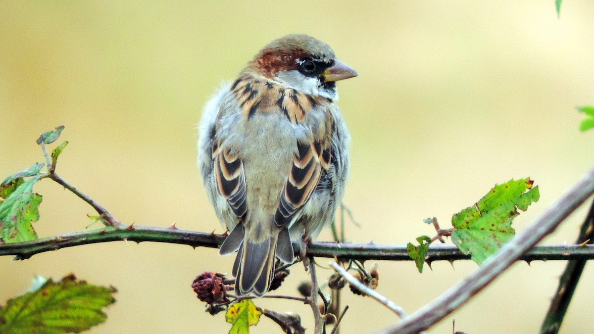 eBird Checklist - 13 Sep 2016 - Alturlie / Allt Rolaidh - 35 species