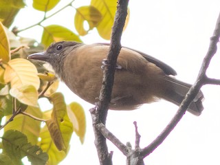 Sepik-Ramu Shrikethrush - eBird