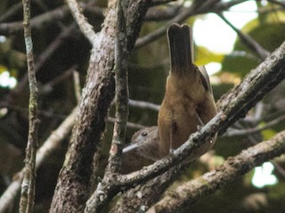Little Shrikethrush (Sepik-Ramu) - eBird