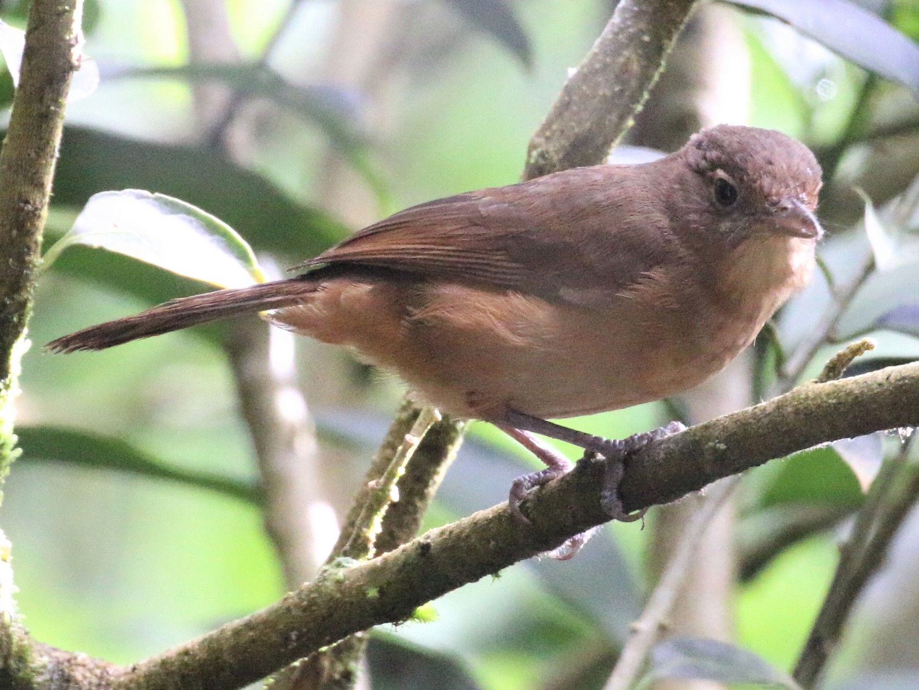 Sepik-Ramu Shrikethrush - eBird