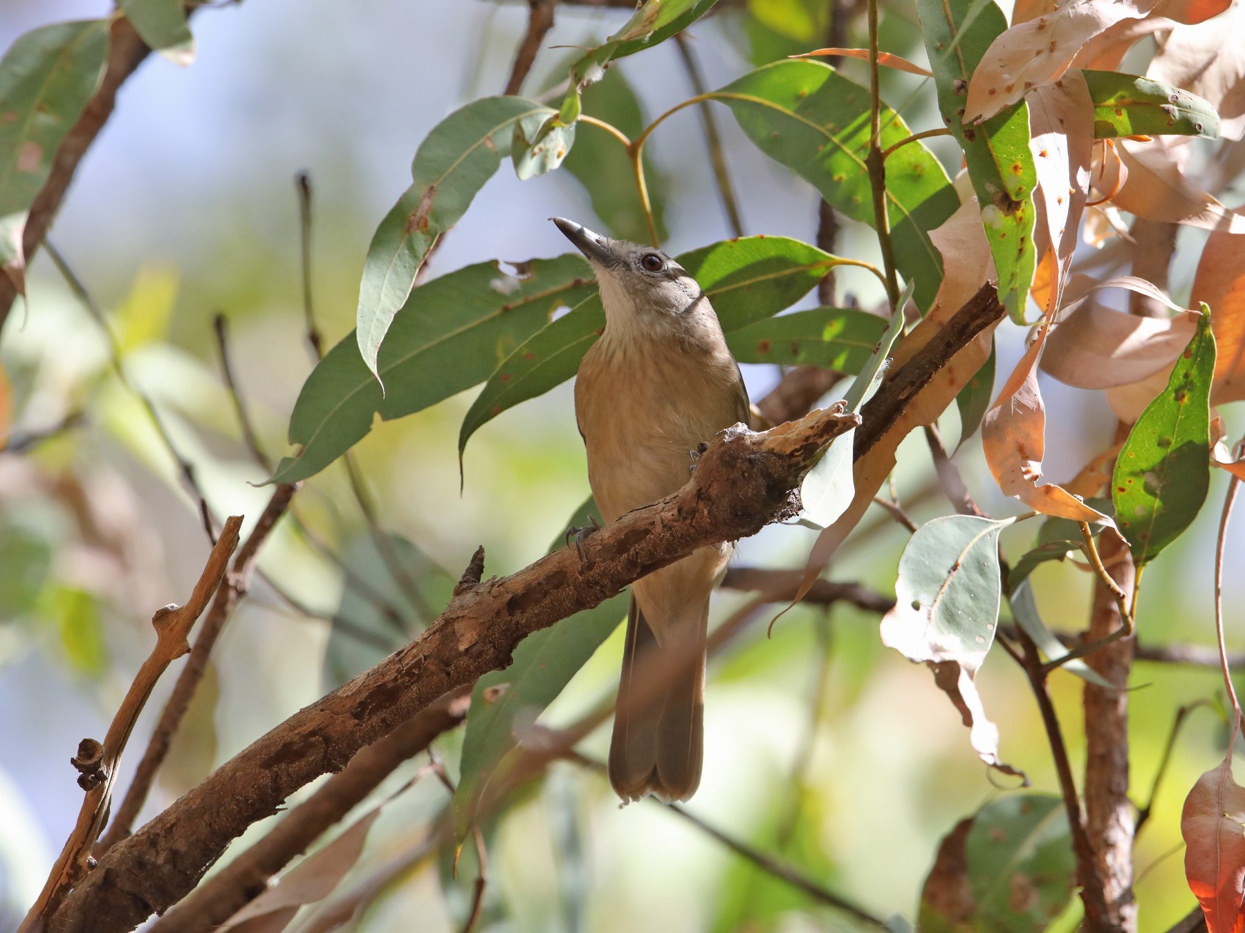 Arafura Shrikethrush - eBird