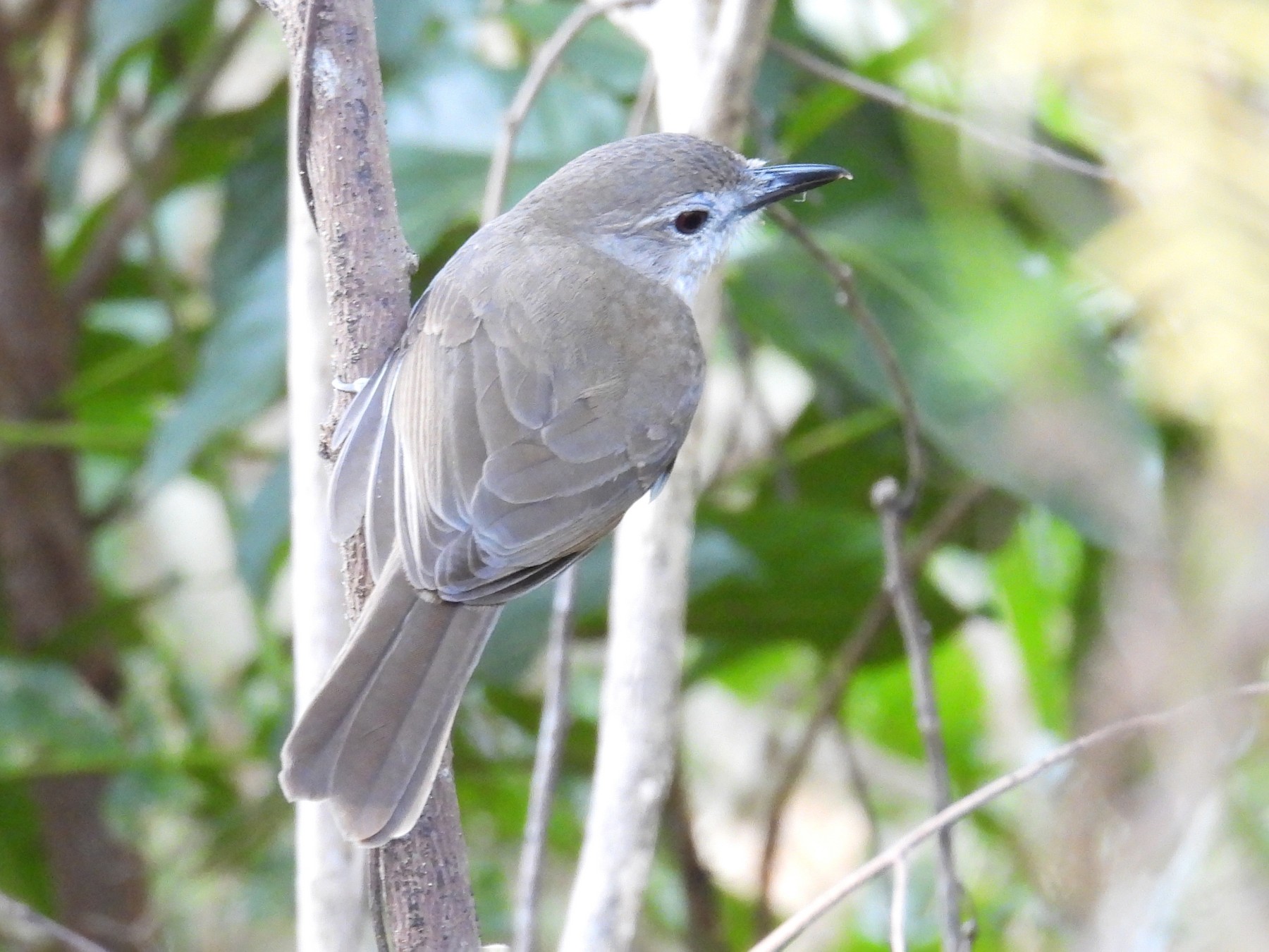 Arafura Shrikethrush - eBird