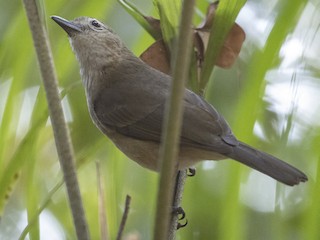 Little Shrikethrush (Arafura) - eBird