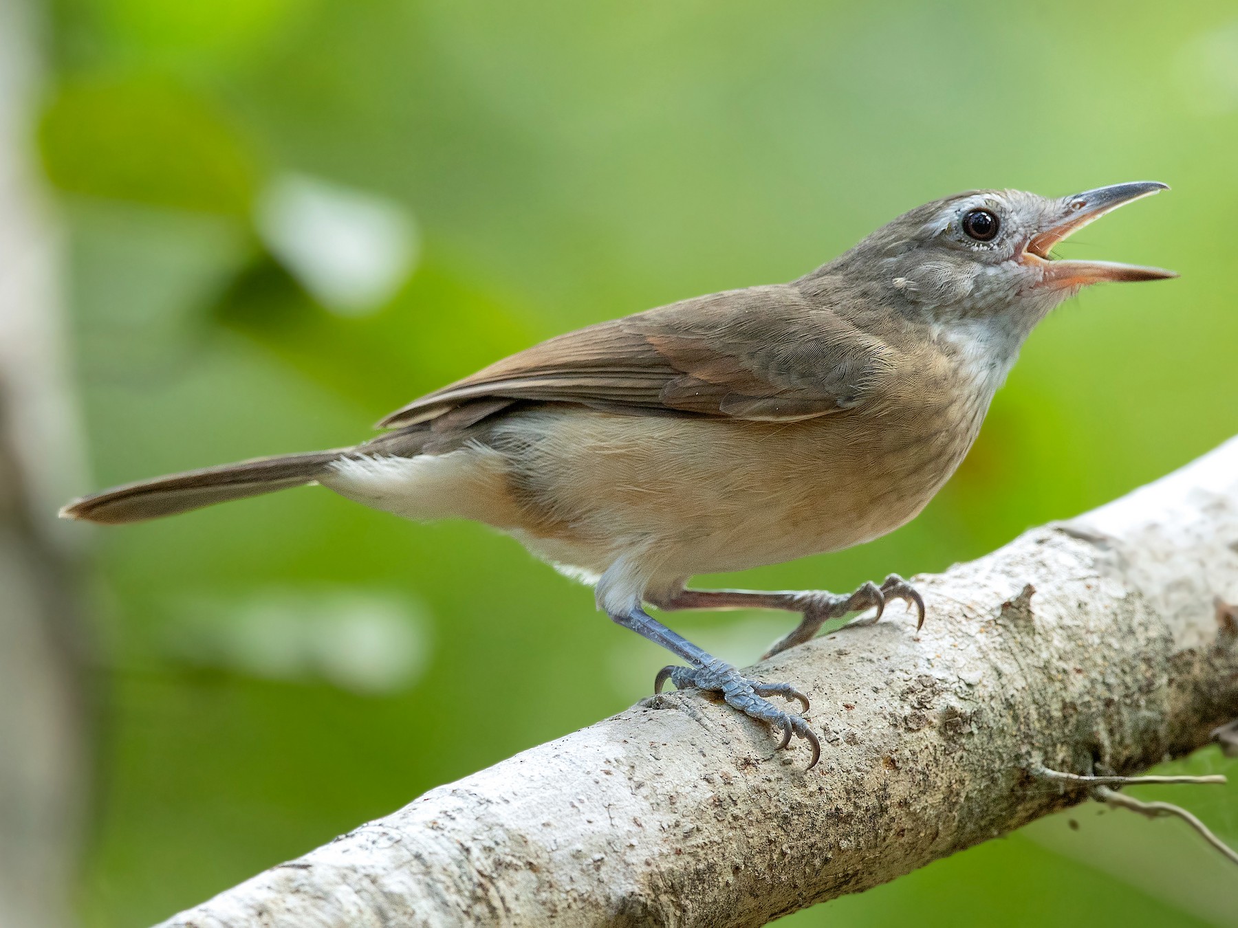Arafura Shrikethrush - eBird