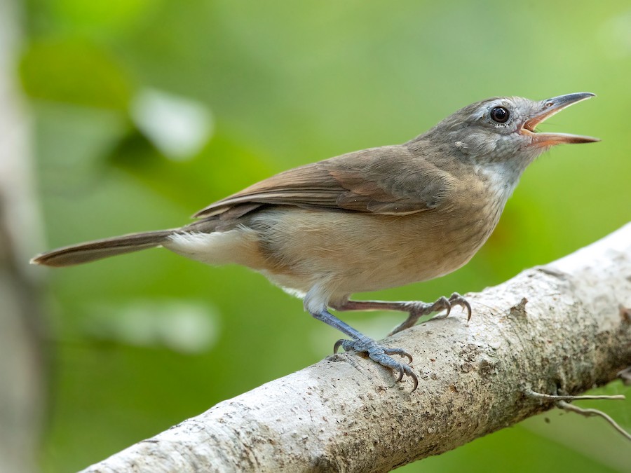 Arafura Shrikethrush - eBird
