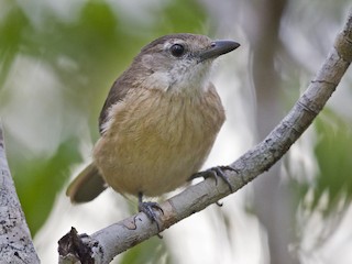 Little Shrikethrush (Arafura) - eBird