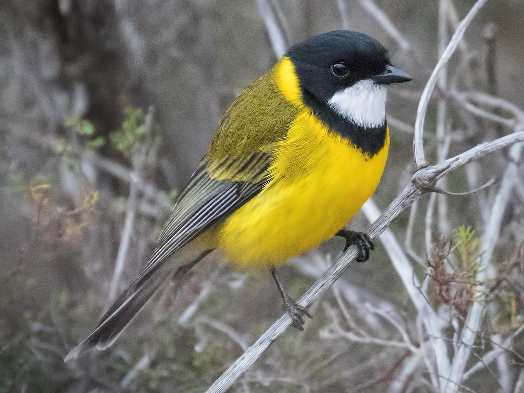 Western Whistler - eBird