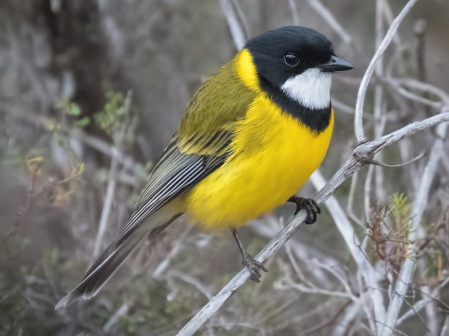 Western Whistler - eBird