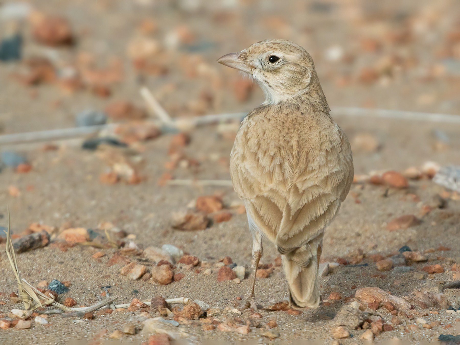 Alondra de Dunn - eBird