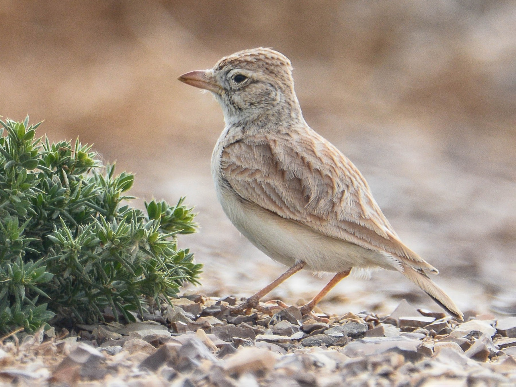 Arabian Lark - eBird